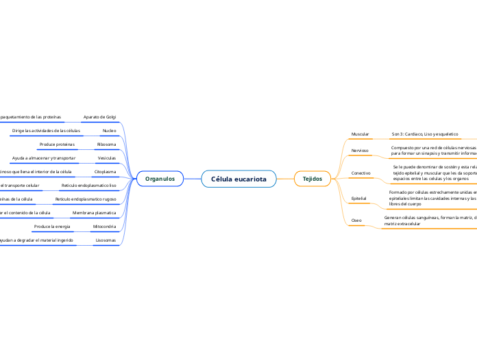 Célula eucariota - Mind Map